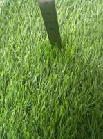 China 35MM 13600 Density Outdoor Synthetic Grass  Marriage Decoration Promotional for sale
