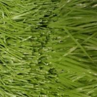 China Customized Football Synthetic Grass 12000dtex 20stitches Every 10cm for sale