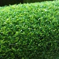 China High Density Curly Sports Artificial Grass For Golf Gateball Basketball Two Color for sale