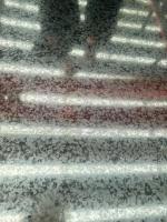 China Oiled Surface Ppgi Steel Sheet 1010mm GI Galvanized Steel Sheet Coil S550GD for sale