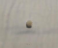 China Small 0.3 Module Plastic Bevel Gears Depon 100P Material smooth Surface for sale