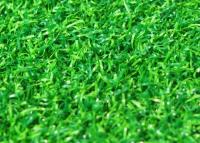 China Natural Looking Mini Golf Artificial Grass PE Curled Yarn Non Toxic for sale