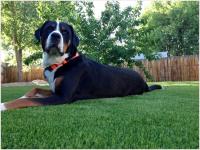 China Heavy Metal Free Pet Artificial Grass Soft Feeling 20mm for sale