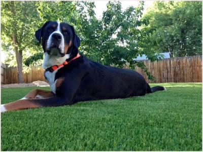China Heavy Metal Free Pet Artificial Grass Soft Feeling 20mm for sale