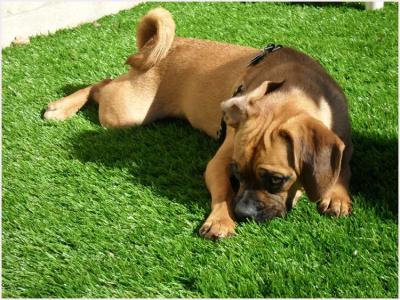 China PE PP Softness Friendly Pet Artificial Grass 25mm Waterproof For Dogs 4 Tone for sale