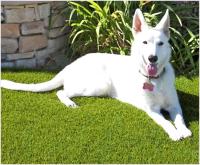 China Water Permeable Artificial Grass For Dogs Outdoor Synthetic Sand Rubber Infill Multicolor for sale