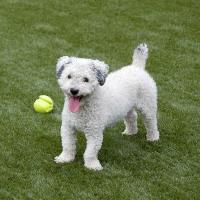 China pet artificial grass for landscaping dog proof artificial grass for sale