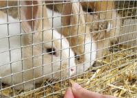 China 0.5mm-5mm Galvanized Steel Wire Mesh , 1.5m Square Chicken Wire Mesh for sale