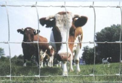 China FIELD FENCE for sale