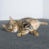 China 40*100cm Trimmable Self-Adhesive Cat Scratcher Carpet For Covering Cat Tower for sale