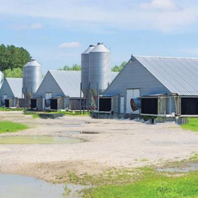 China Lightweight Steel Frame Chicken House Structure - 3-5 Level Cage System with 1m Aisle Width for Poultry Farming for sale