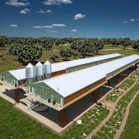 China Prefab Automatic Steel Structure Chicken House with 0.4-0.6mm Galvanized Sheet and Earthquake Resistance for sale