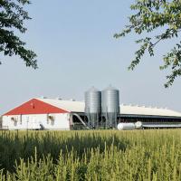 China Prefabricated Steel Structure Cow Shed Building with 0.4-0.6mm Galvanized Sheets and Large Span Design for Modern Livestock Farming for sale