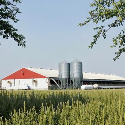 China Prefabricated Steel Structure Cow Shed Building with 0.4-0.6mm Galvanized Sheets and Large Span Design for Modern Livestock Farming for sale