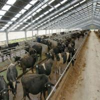 China Easy Install Prefabricated Steel Cattle Shed - Custom Farm Barns with 40-Day Delivery for sale