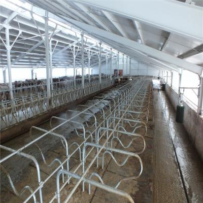 China Q235B Q355B Steel Frame Prefabricated Goat Shed - Custom Farm Building with 40-Day Delivery for sale