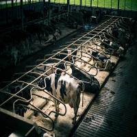 China Prefab Steel Structure Warehouse & Metal Dairy Barn Building - Custom Sizes 40-Day Delivery ISO9000 Certified for sale