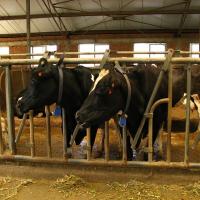 China Modern Light Steel Frame Horse Barns & Cattle Sheds - Custom 40-Day Delivery with ISO9000/CE/SGS Certification for sale