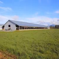 China Modern Design Prefab Dairy Cow Shed Steel Structure Farm House With Cow Stable Easy Installation for sale