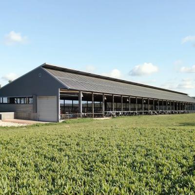 China Modern Steel Structure Cow Shed for Fast Cattle Farm Construction for sale
