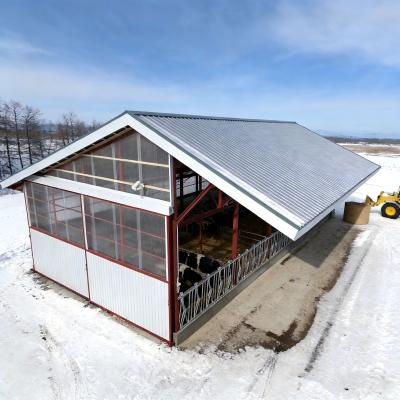China Open-plan large steel structure cowshed convenient for cattle movement and feeding management for sale