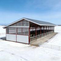 China Open-plan large steel structure cowshed convenient for cattle movement and feeding management for sale