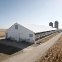China Customizable Multi-Bay Steel Structure Cow Shed for Commercial Ranch for sale