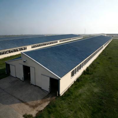 China Customizable Multi-Bay Steel Structure Cow Barn for Commercial Ranch Custom Size for sale