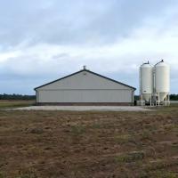 China Customizable Multi-Bay Steel Structure Cow Barn for Commercial Ranch Fast Installation for sale