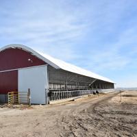 China Single Barn Custom Customizable Multi-Bay Steel Structure Cow Barn for Commercial Ranch Beef Cattle Fattening for sale