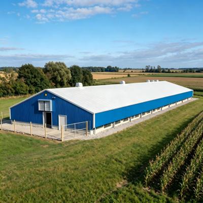 China Ventilation Optimized Steel Frame Chicken House Building for Broiler and Layer Poultry Farming Warehouse Production Shed for sale