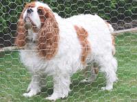 China 1 inch Galvanized Hexagonal Wire Mesh Netting Silver 0.7mm Diameter For Cage for sale