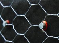 China HDG Plaster Reinforcement Mesh 0.9mm Diameter Plastering Chicken Wire Mesh for sale