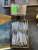 China Frozen Pacific Saury 3# for sale