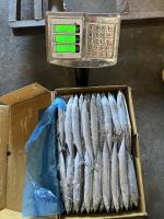 China Frozen Pacific Saury 3# for sale