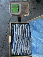 China Frozen Pacific Saury 3# for sale