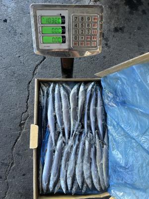 China Frozen Pacific Saury 3# for sale