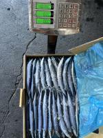 China Frozen Pacific Saury 3# for sale