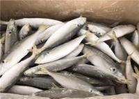 China BQF Seafrozen  Pacific Horse Mackerel Frozen Fish for sale