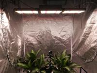 China 5000K Full Spectrum LED Grow Lights for sale