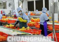 China 2-10T/H Pineapple Processing Line Stainless Steel Fully Automatic for sale