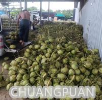 China 304 Stainless Steel Coconut Water Making Machine for Large-Scale Production for sale