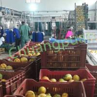 China Electric Mango Pulp Processing Line 150-180Kw Power 10-20 Tons/Hour Capacity for sale