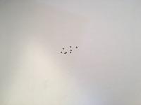 China Water Resistance Brown FKM O Ring Seals , 60 Shore Micro O Rings Used In Watch for sale