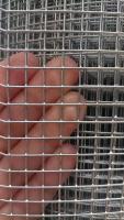 China Electro-Galvanized Cold Galvanized Welded Wire Mesh for Indoor Warehouse Partition Goods Zoning for sale