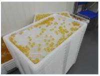 China 760 X 490 X 55mm Softgel Drying Tray Rectangle Food Grade PP for sale