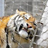 China Stainless Steel Zoo Mesh Fence High Strength Wire Rope Net for sale