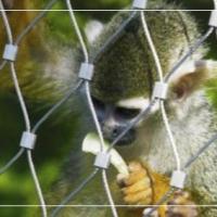 China 316 Stainless Steel Wire Rope Mesh for Zoo Animal Enclosures for sale