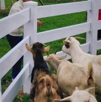 China PVC Vinyl Horse Fence 127mm x 127mm Post White Easy Install for sale
