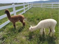 China White PVC Vinyl Coated Ranch Horse Fencing 1.2m-1.5m Height for sale